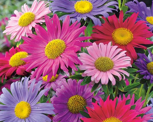 Aster Rainbow Single Mix Seeds – GARDENING.co.za