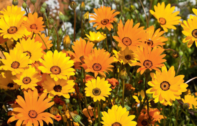 🌼 African Daisy Grow Guide: How to Sow, Care & Bloom in South Africa ...
