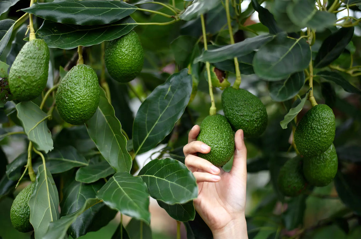 Growing Avocado From Seed: A Comprehensive Guide-GARDENING.co.za