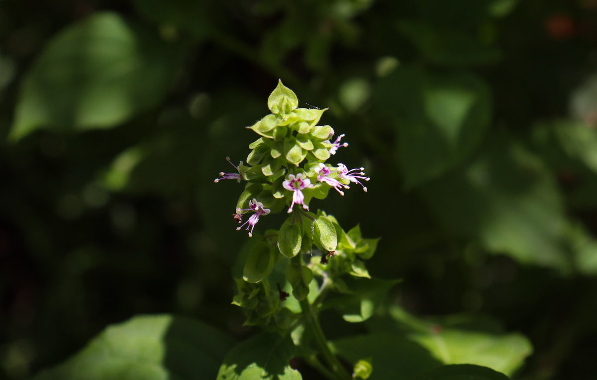 Basil in Bloom – GARDENING.co.za