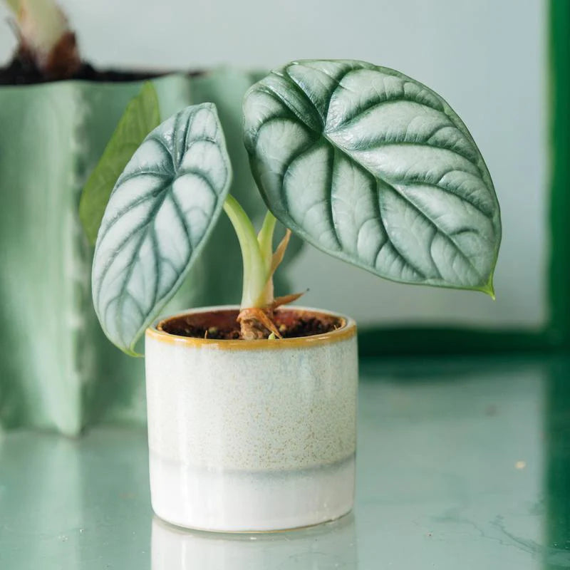 Quick and Easy Grow Guide for Indoor Seedlings – GARDENING.co.za
