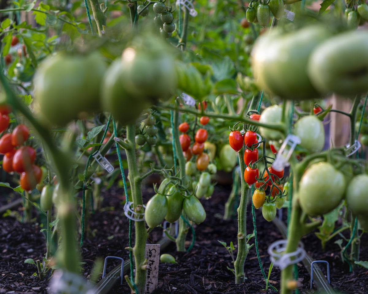 🍅 Secrets of the Soil: Unearthing the Perfect Ground for Growing Tomat ...