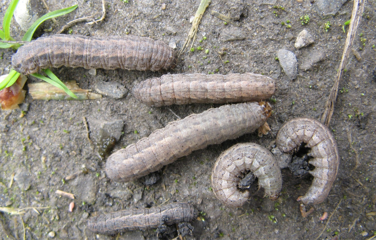 How to control Cutworms in Your Garden-GARDENING.co.za