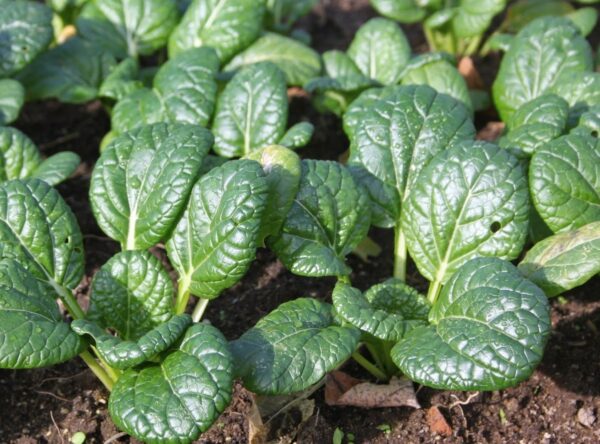 The Ultimate Guide to Growing Tatsoi: Cultivating Fresh Greens with Ea ...