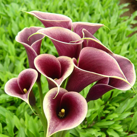 Zantedeschia Flower Bulbs – GARDENING.co.za