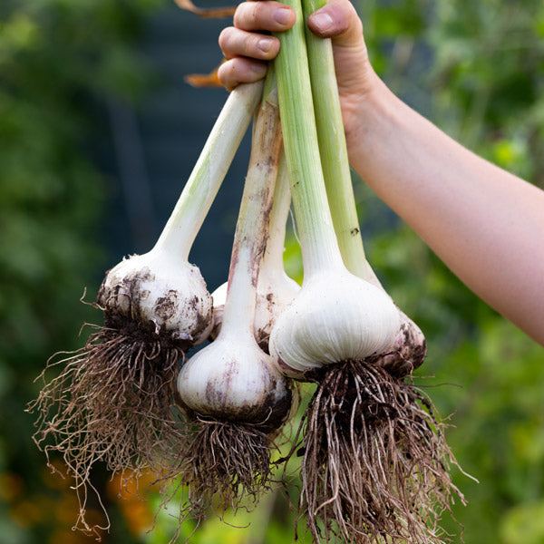 Edible Bulbs – GARDENING.co.za