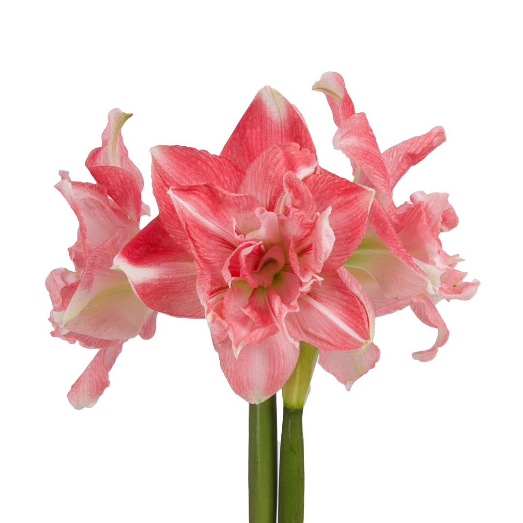 Amaryllis Flower Bulbs – GARDENING.co.za