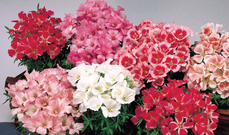Godetia F1 Azalea Flowered Double Mix Seeds – GARDENING.co.za