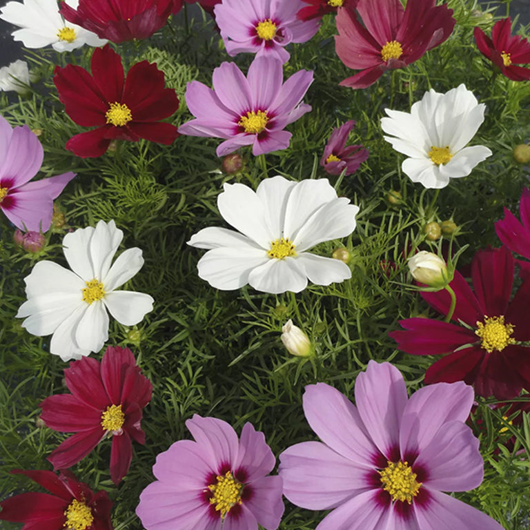 Cosmos Casanova Mix Seeds - Limited Edition 🌸 – GARDENING.co.za