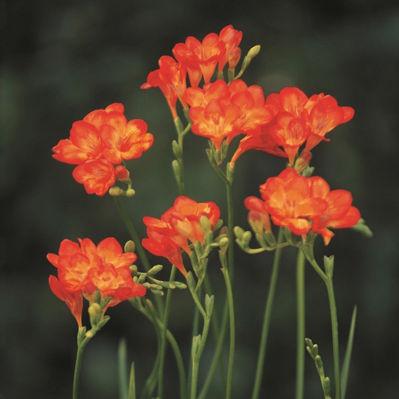 Freesias - Red with yellow centre - 25 bulbs p-pack – GARDENING.co.za