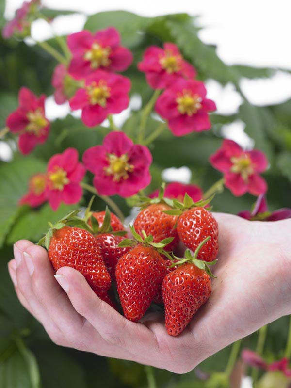 Strawberry F1 Toscana Seeds – GARDENING.co.za
