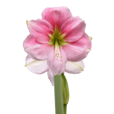 Amaryllis Symphony Single - Blushing Bride - 1 bulb – GARDENING.co.za