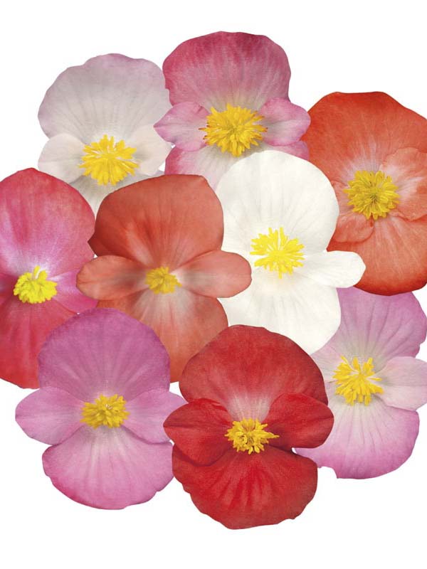 Begonia Sprint Plus Maxi Mix Seeds – GARDENING.co.za