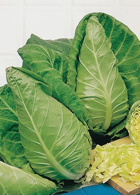 Cabbage Cape Spitz Seeds – GARDENING.co.za