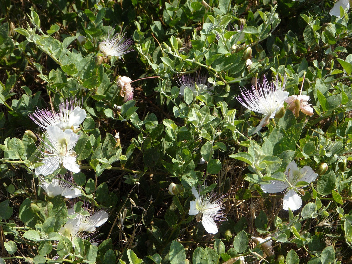 Caper Bush Seeds – GARDENING.co.za