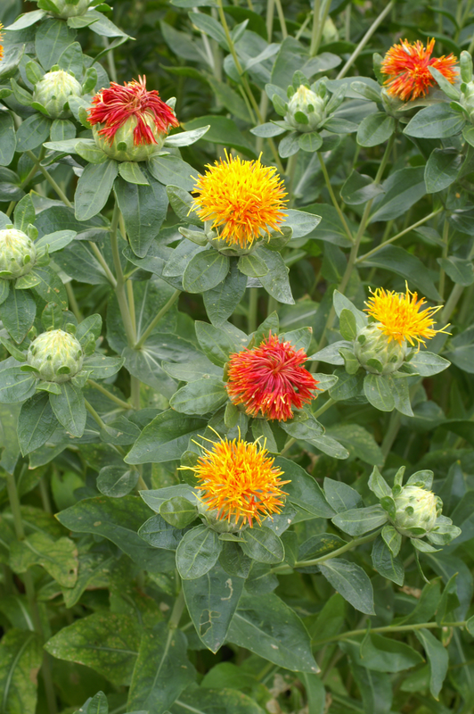 Carthamus Zanzibar Orange (Safflower) Seeds – GARDENING.co.za