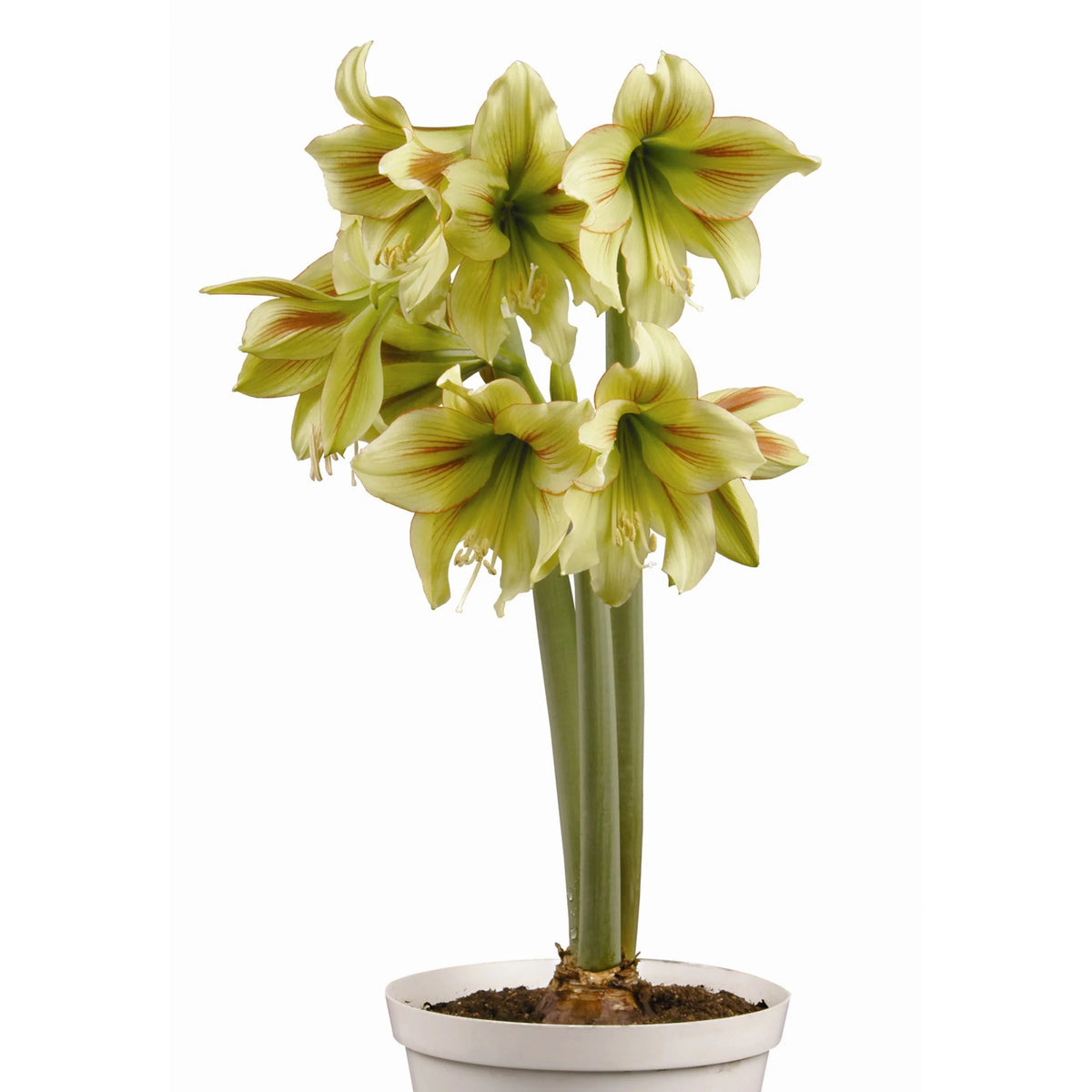Amaryllis Sonatini - Graffiti - 2 bulbs – GARDENING.co.za