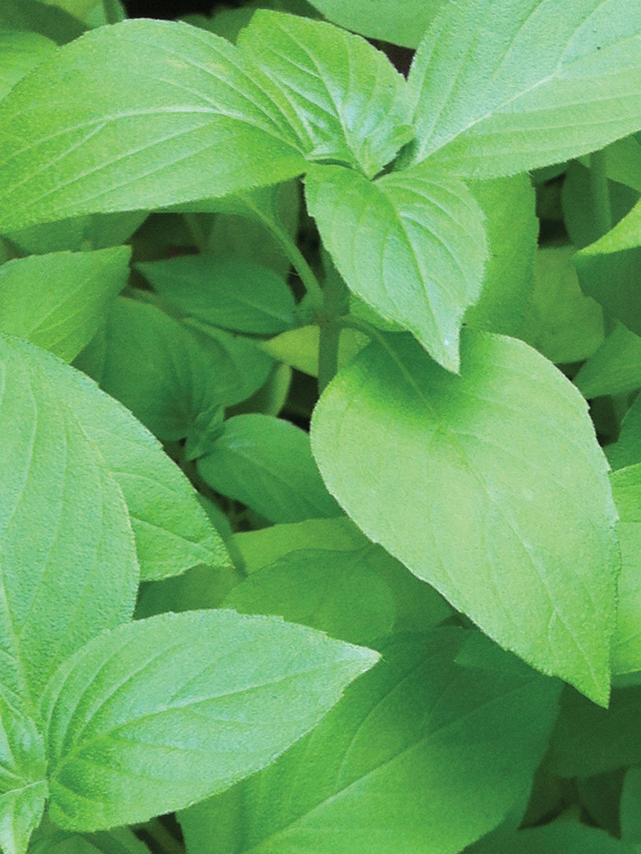 Basil Lemon Lemonette Seeds – GARDENING.co.za