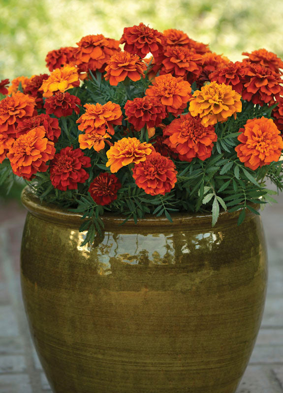Marigold Fireball Seeds – GARDENING.co.za