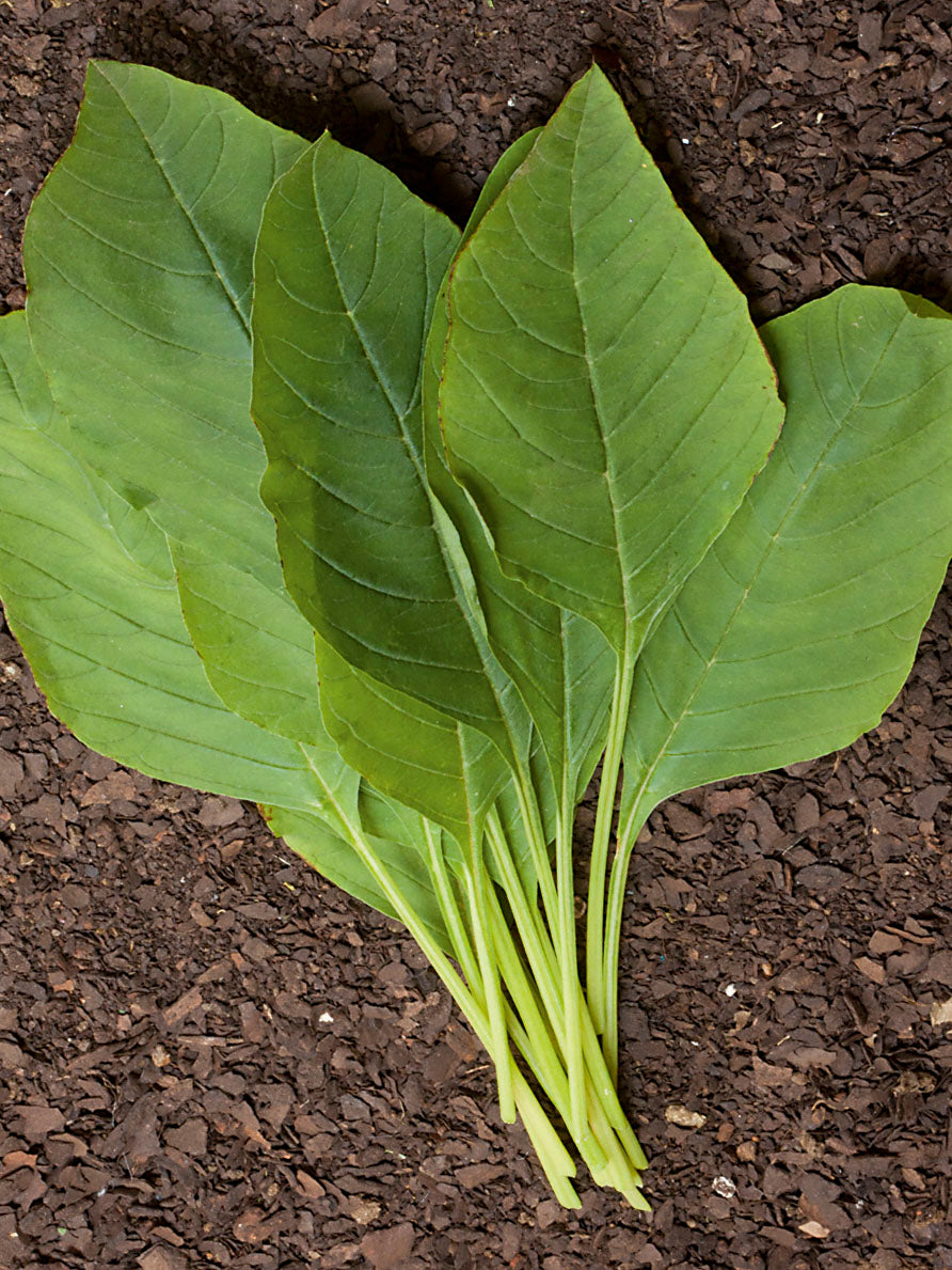 Marog Seeds – GARDENING.co.za