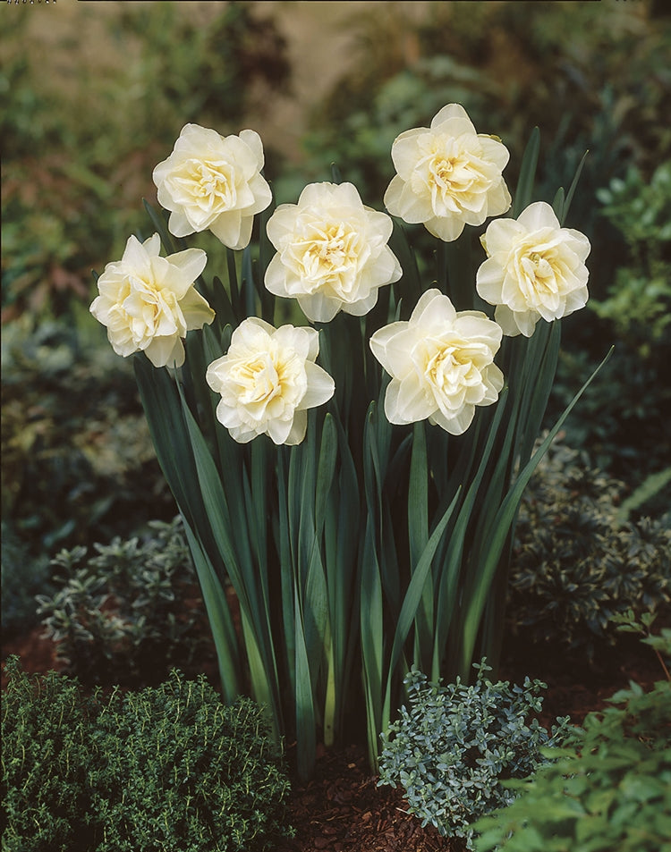 Daffodil-Narcissus - Obdam - 5 bulbs p-pack – GARDENING.co.za