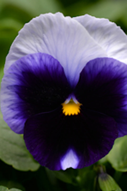 Pansy Matrix Beaconsfield Seeds – GARDENING.co.za