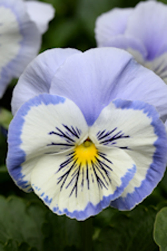 Pansy Matrix Blue White Whiskers Seeds – GARDENING.co.za