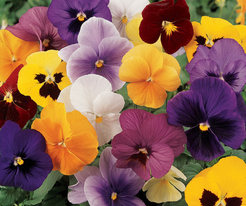 Pansy Panola Mix Xp Seeds – GARDENING.co.za