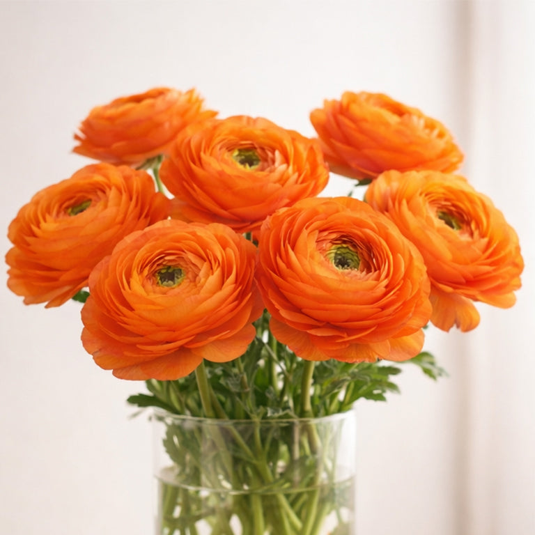 GARDENING.co.za South Africa's Premier Online Gardening Hub