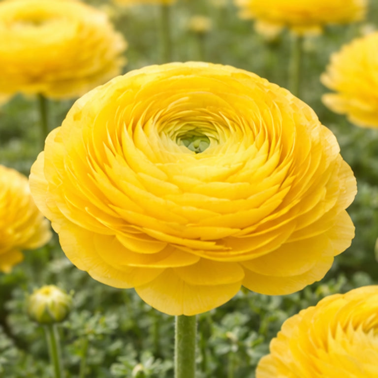 GARDENING.co.za South Africa's Premier Online Gardening Hub