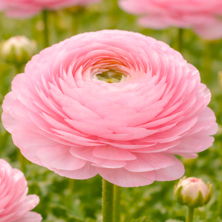 Italian Ranunculus Elegance Rosa Chiaro (2P10) Corms – GARDENING.co.za