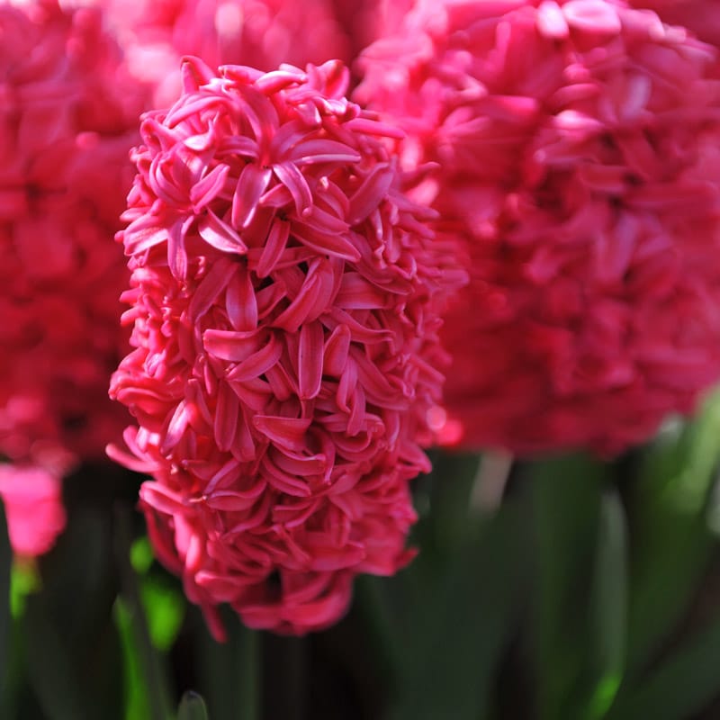 Hyacinths - Red - 3 bulbs p-pack – GARDENING.co.za