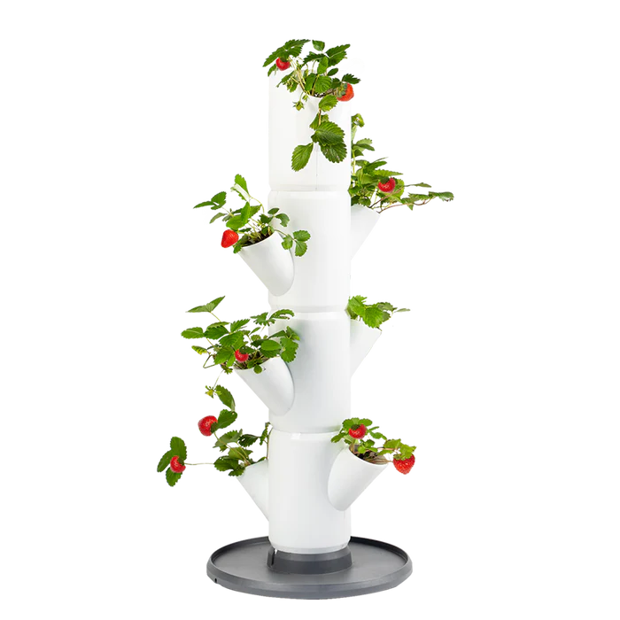 SISSI STRAWBERRY (Stackable 4 Level Strawberry & Herb Grow Pot) + Fres ...