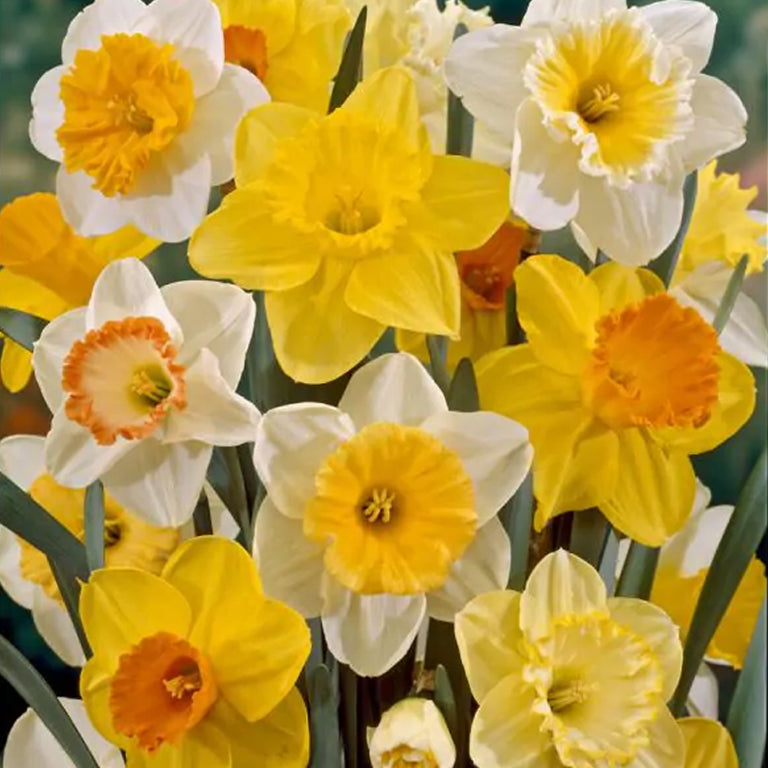 GARDENING.co.za South Africa's Premier Online Gardening Hub