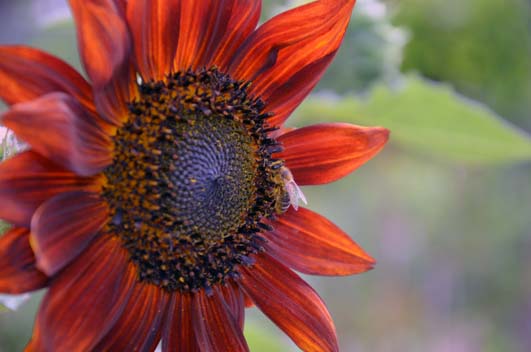 Sunflower Red Sun Seeds – GARDENING.co.za