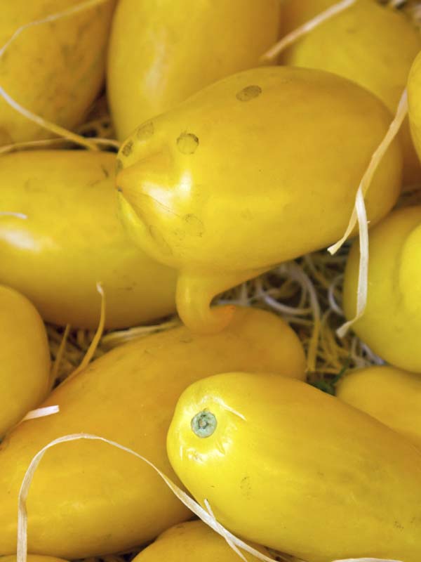 Tomato Banana Legs Seeds – GARDENING.co.za