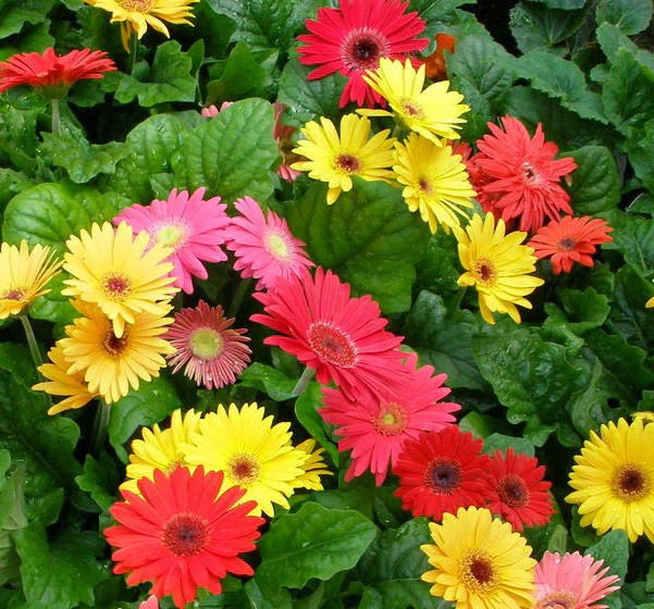 Gerbera Single Flower Hybrid Mix Seeds – GARDENING.co.za