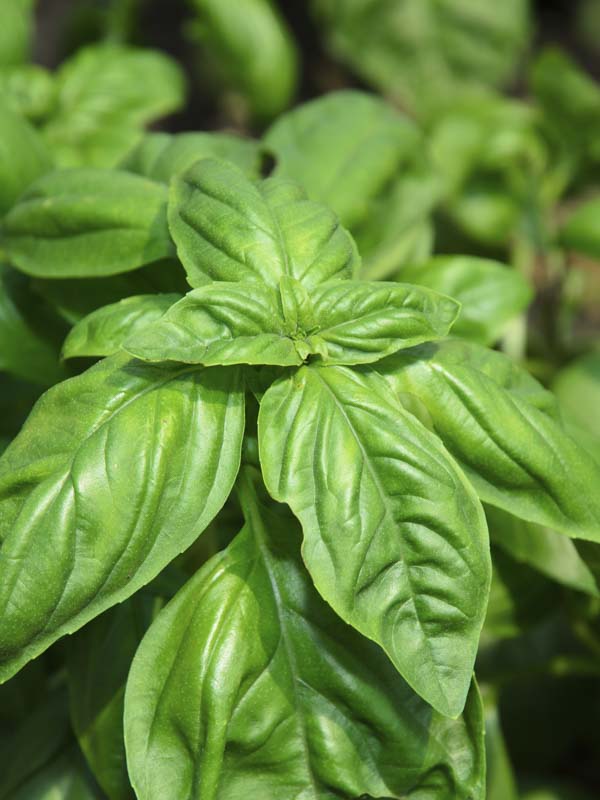 Basil Everleaf Genovese Seeds – GARDENING.co.za