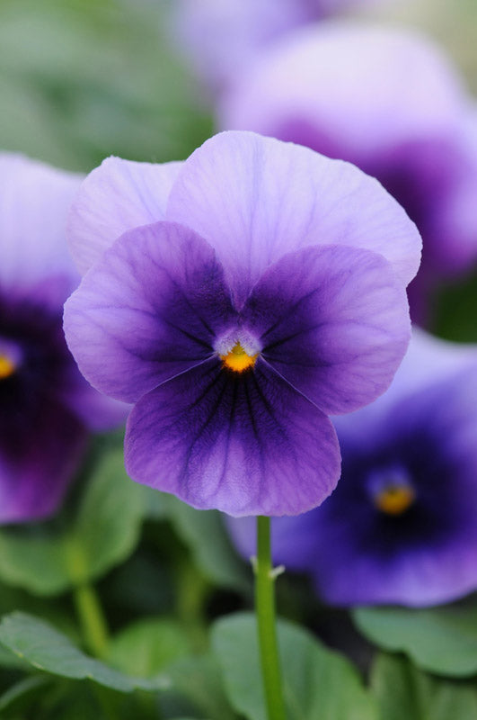 Viola Sorbet Beaconsfield Xp Seeds – GARDENING.co.za
