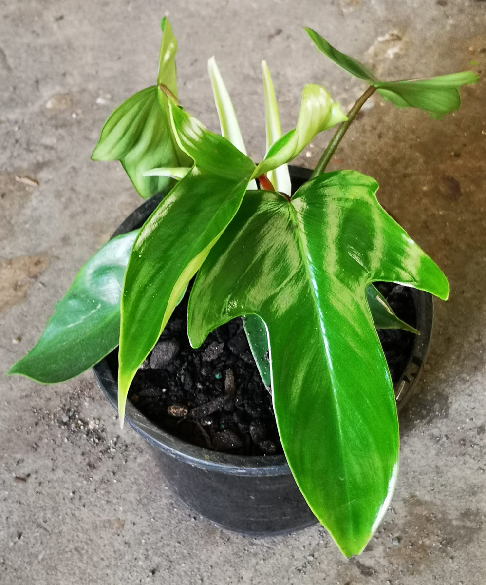 Philodendron Bipinnatafidum Rudolph Seedlings – GARDENING.co.za