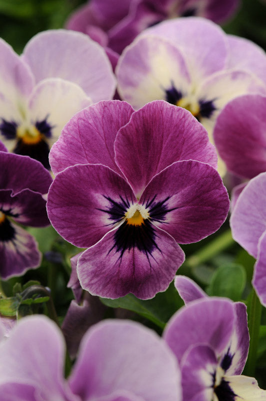 Viola Sorbet Raspberry Xp Seeds – GARDENING.co.za