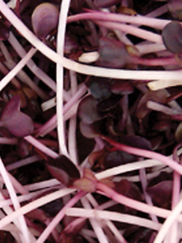 Radish Japanese Red Daikon Sango Seeds – GARDENING.co.za